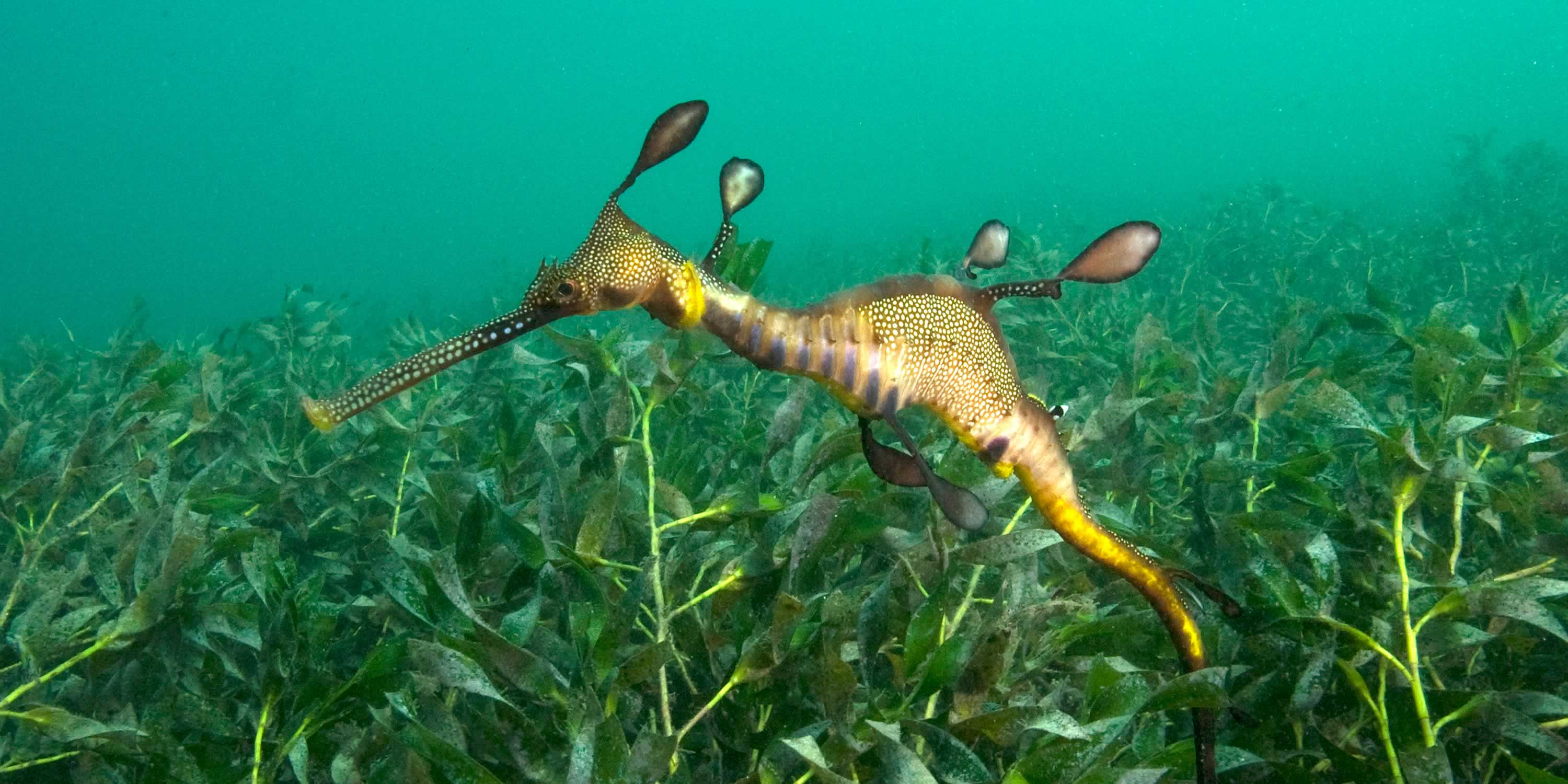 Species of the Derwent | Derwent Estuary Program