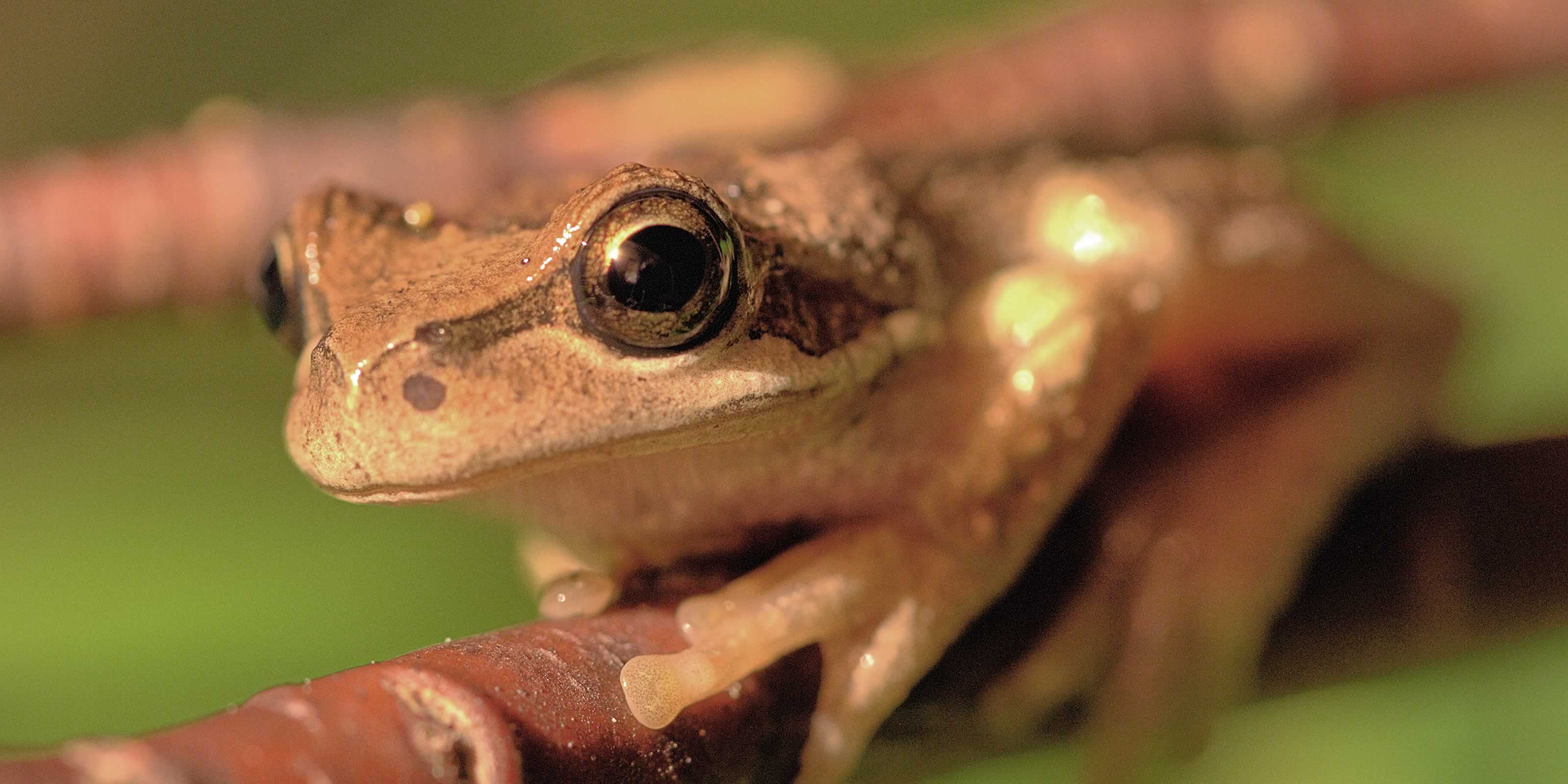 Species of the Derwent | Derwent Estuary Program