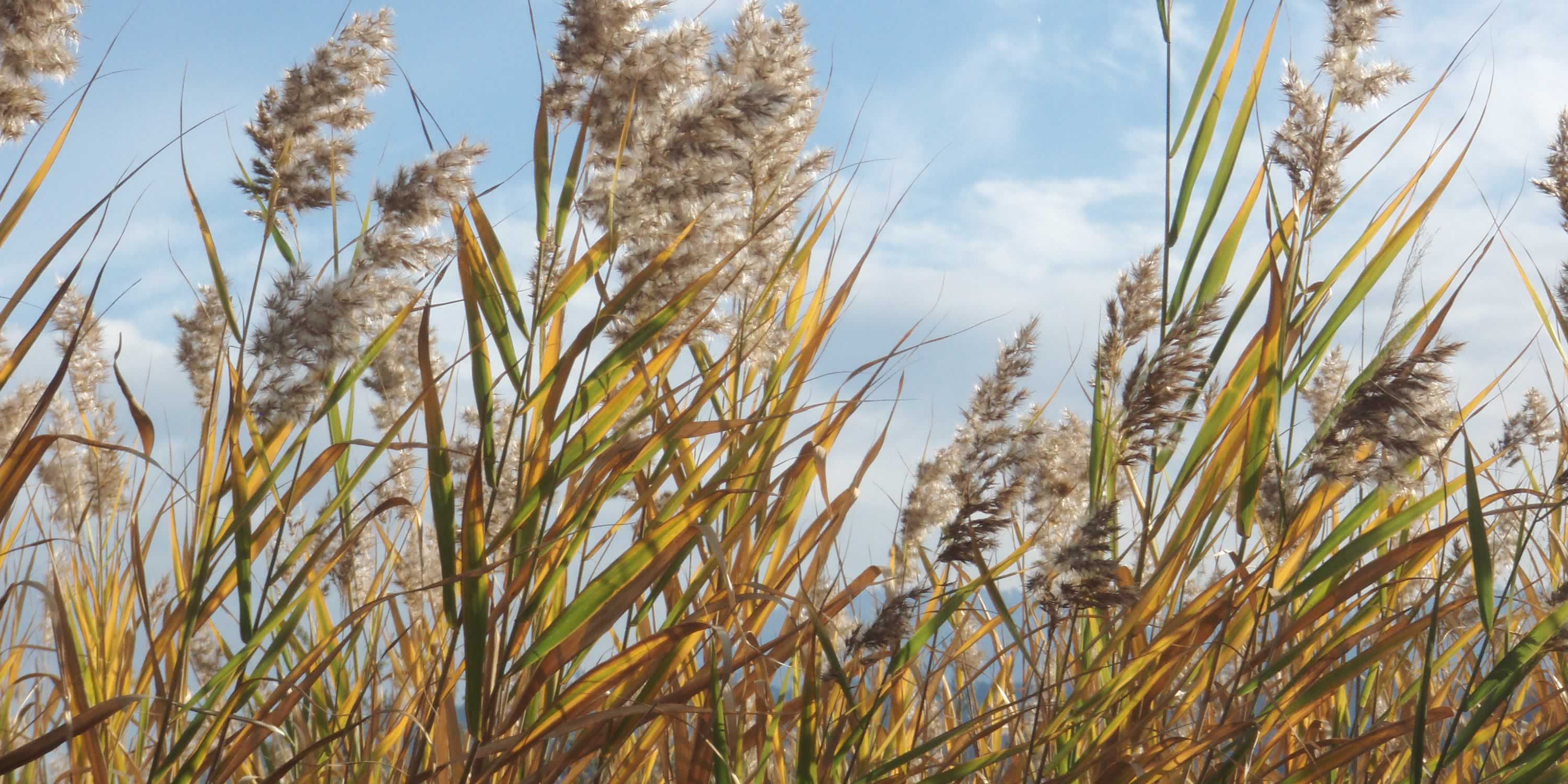 Species of the Derwent | Derwent Estuary Program
