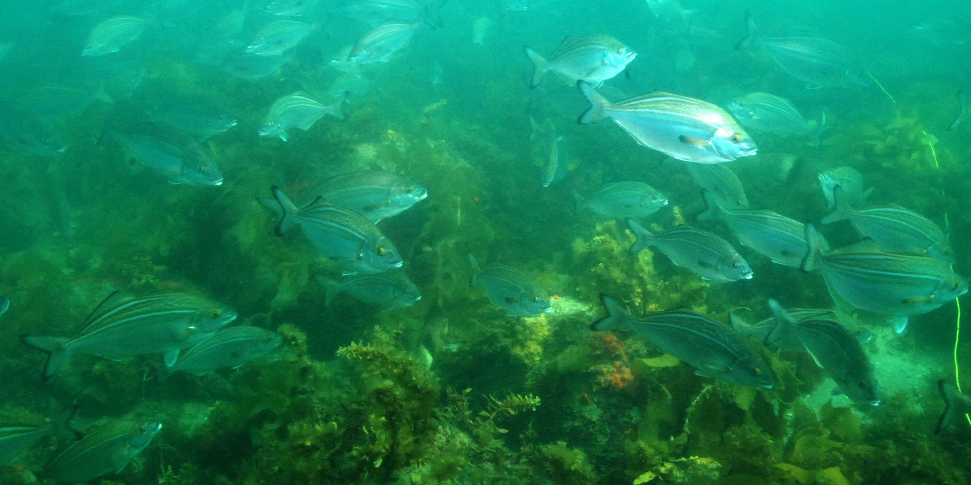 Species of the Derwent | Derwent Estuary Program