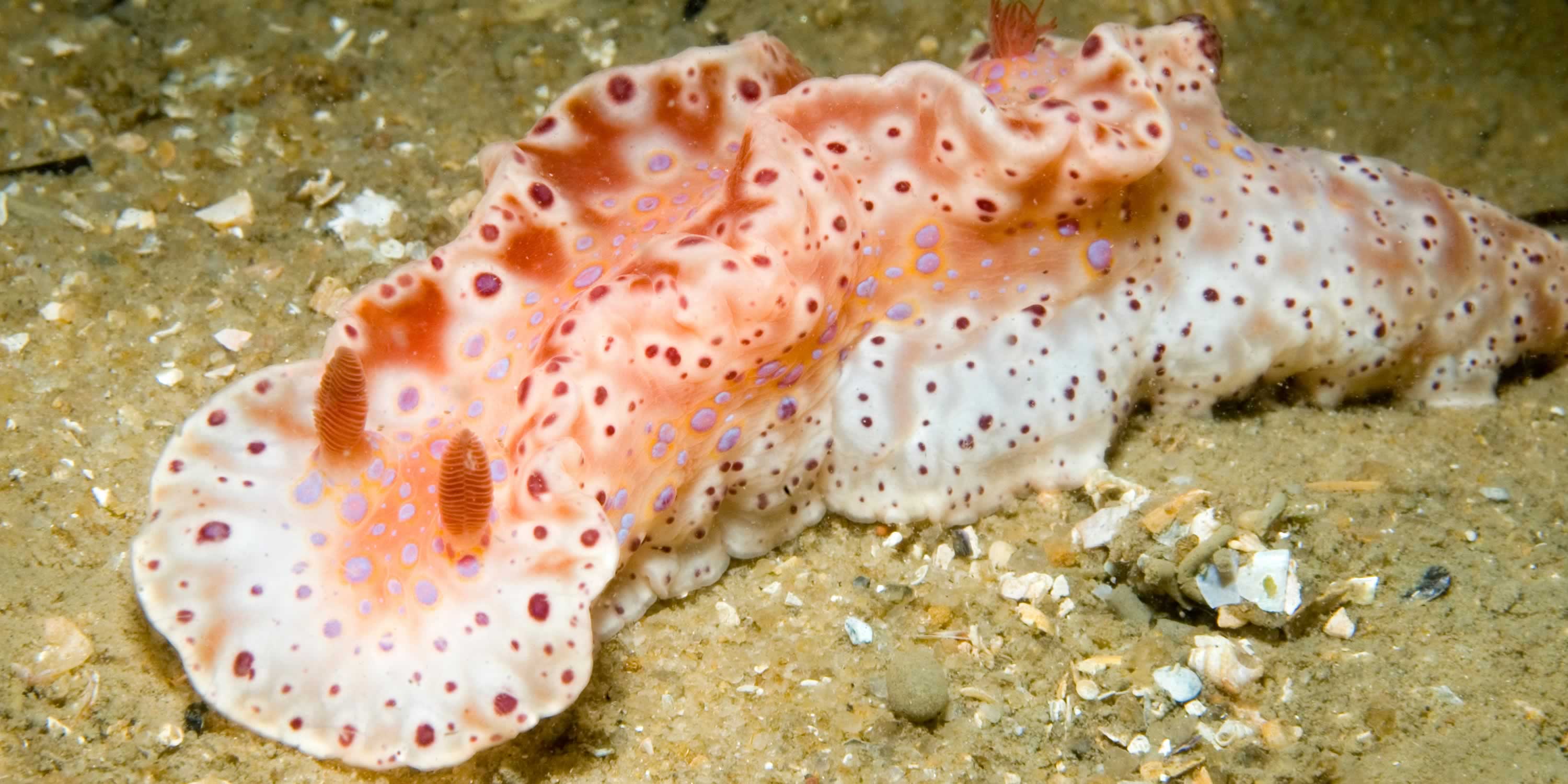 Thank you for subscribing | Derwent Estuary Program