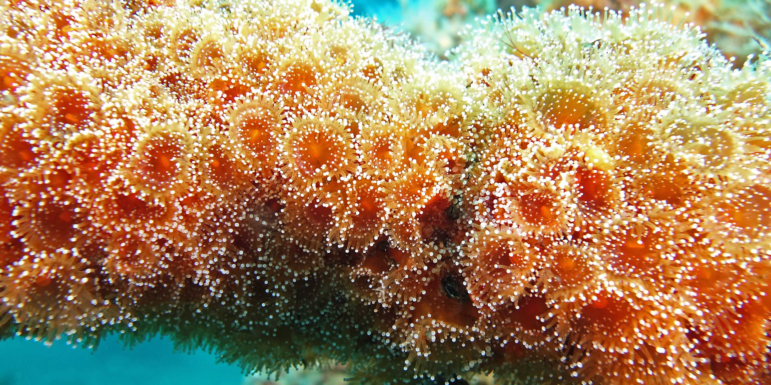 Species of the Derwent | Derwent Estuary Program