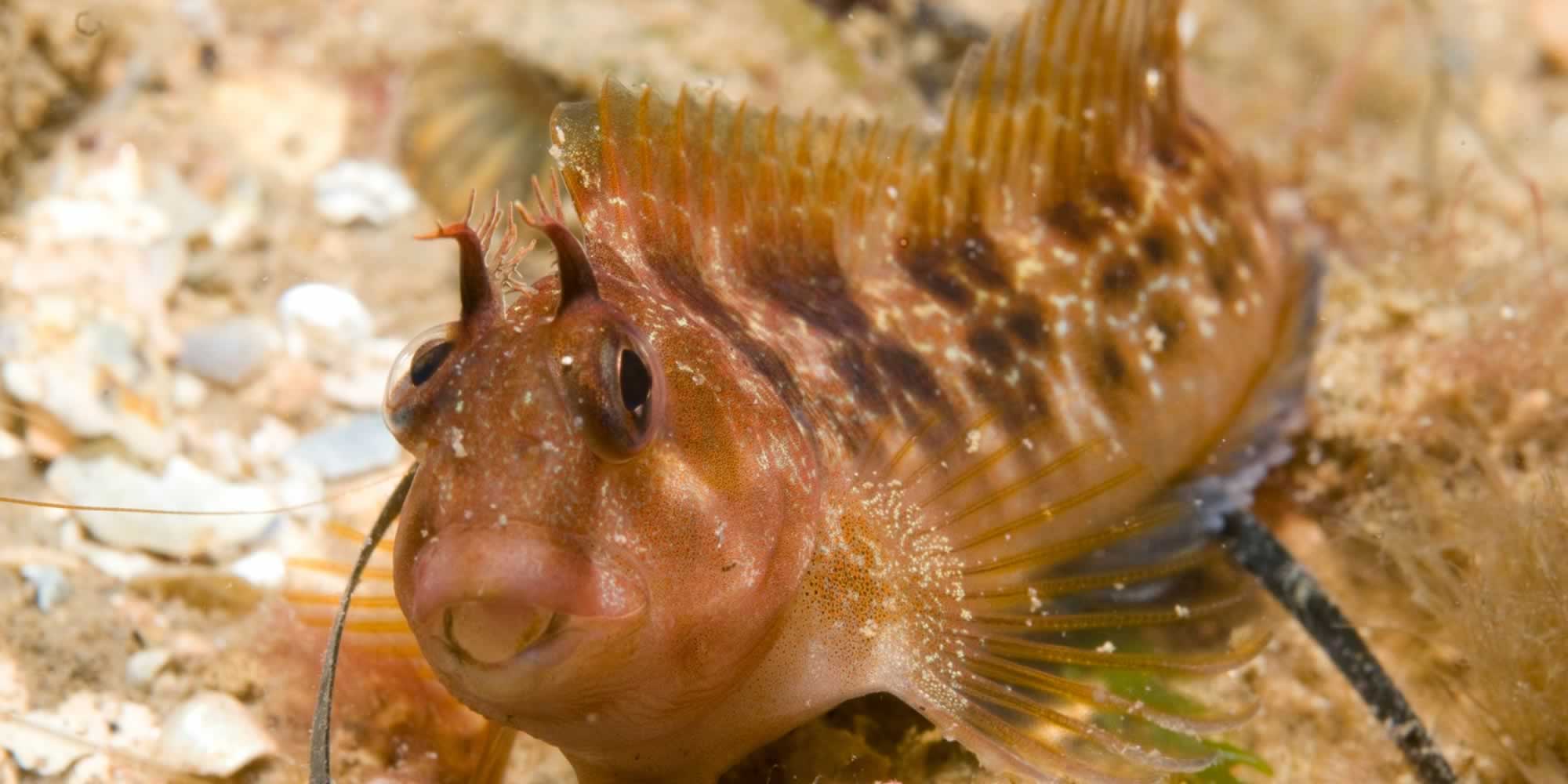 Species of the Derwent | Derwent Estuary Program